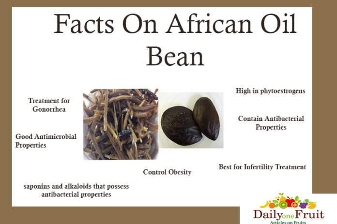 Facts On African Oil Bean - dailyonefruit