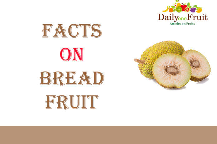 Interesting Facts On Bread Fruit - dailyonefruit