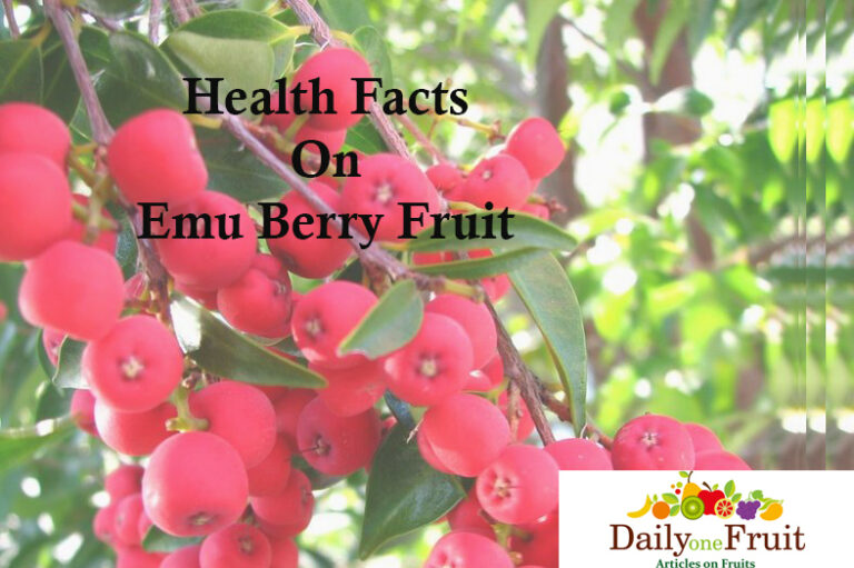 Health Facts On Emu Berry - dailyonefruit